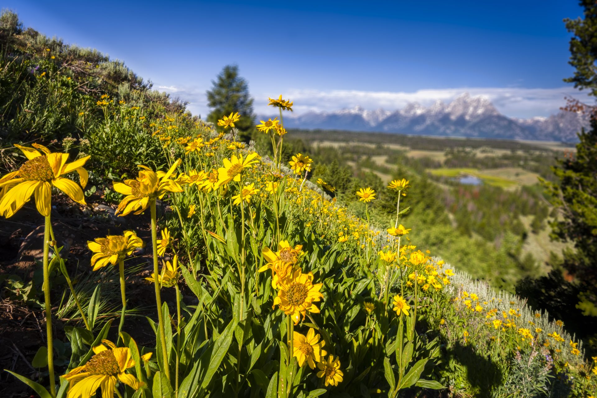 Wyoming Wildflowers in Full Bloom| Jackson Hole, Wyoming